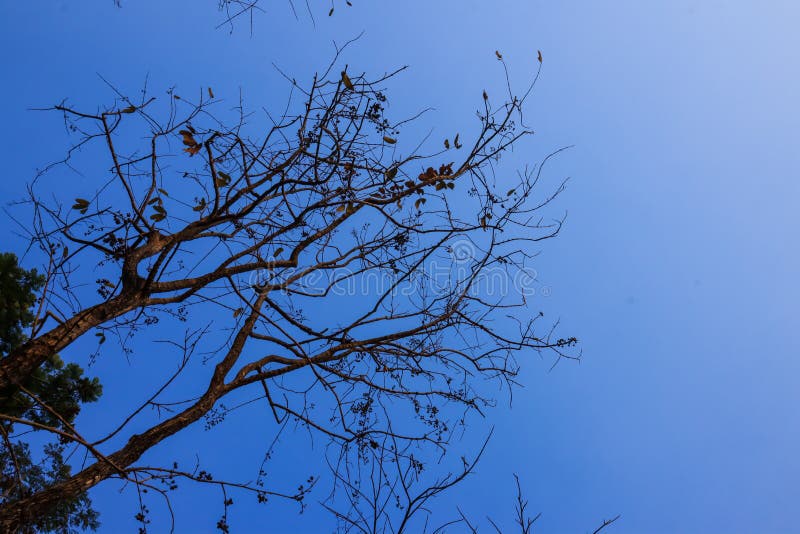 Beautiful Tree on Blue Sky Background Stock Photo - Image of garden ...