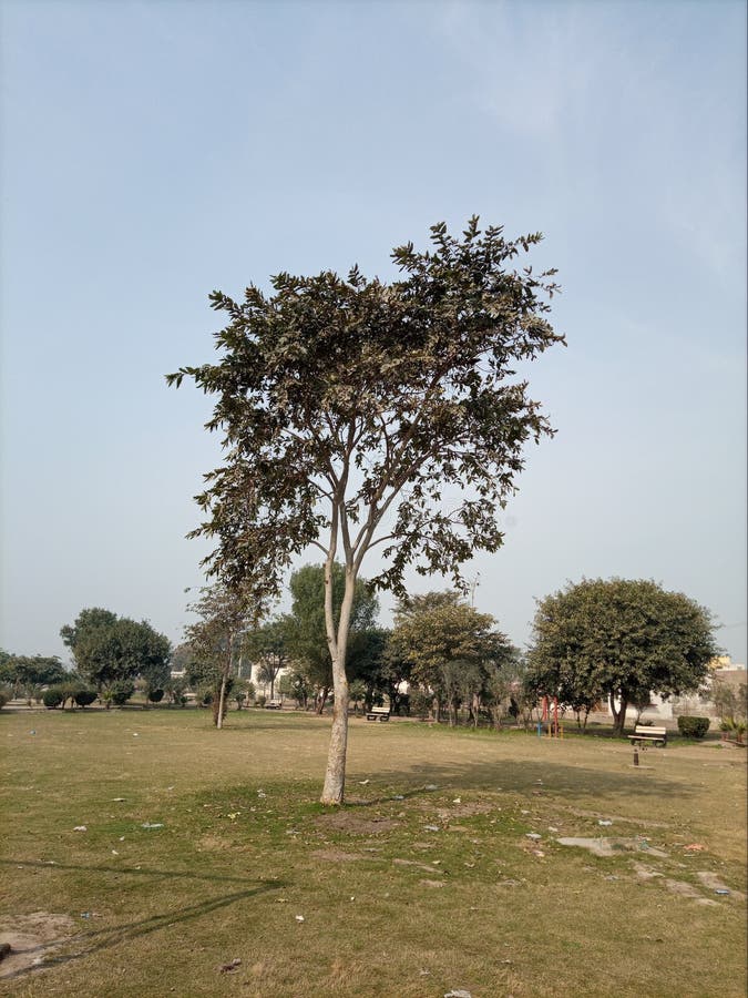Beautiful Tree with Blue Sky in Background. Stock Photo - Image of ...