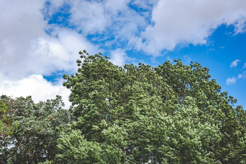 Cloudy Blue Sky Nature Landscape and Spring Tree Stock Photo - Image of ...