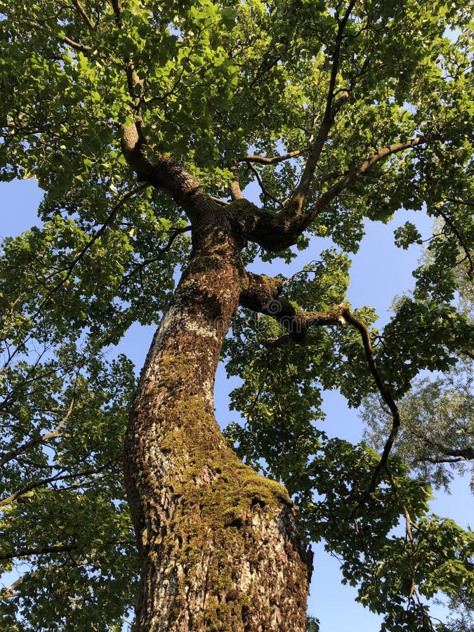Beautiful tree bottom view stock photo. Image of birch - 168322354