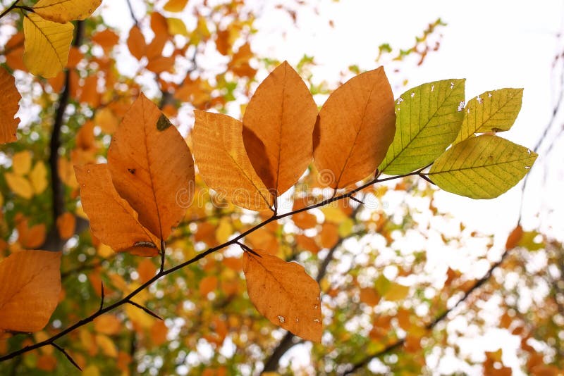 Beautiful Tree Branch with Autumn Leaves. Stock Image - Image of branch ...