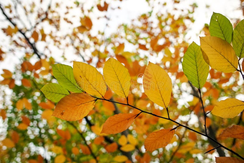 Beautiful Tree Branch with Autumn Leaves. Stock Photo - Image of ...