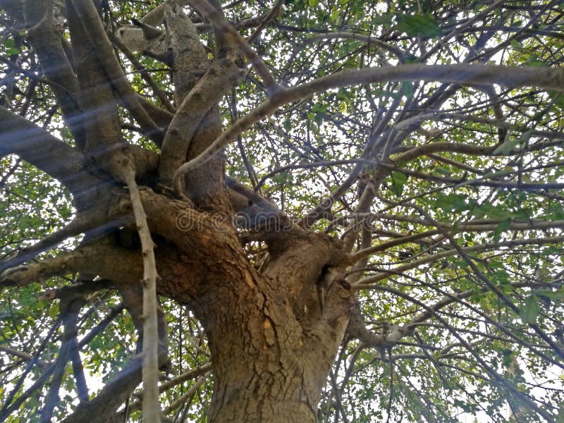 A Tree Branch in the Forest with Sun Ray Stock Photo - Image of nature ...