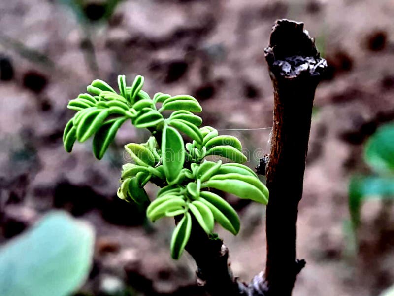 Beautiful Tree Branch in Garden Stock Image - Image of garden ...