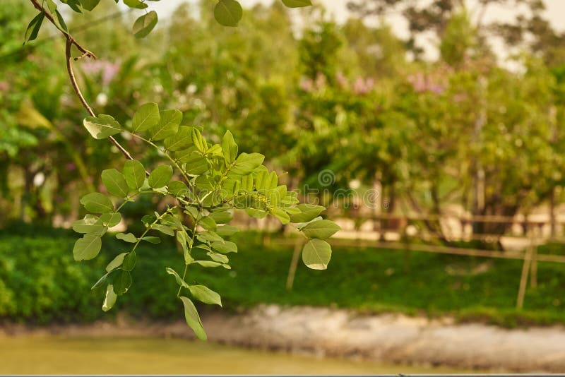 Beautiful Tree Branch in Garden Stock Photo - Image of branch, branches ...