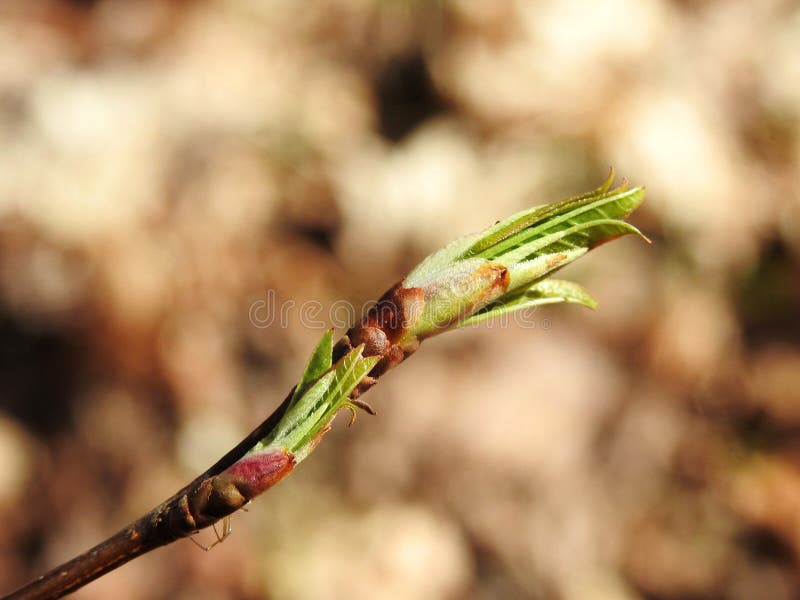 Tree Branch Bud in Spring, Lithuania Stock Photo - Image of brown ...