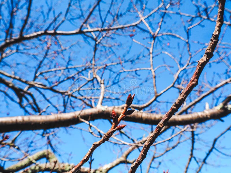 Beautiful Tree Branch on Morning Time in Japan Stock Photo - Image of ...