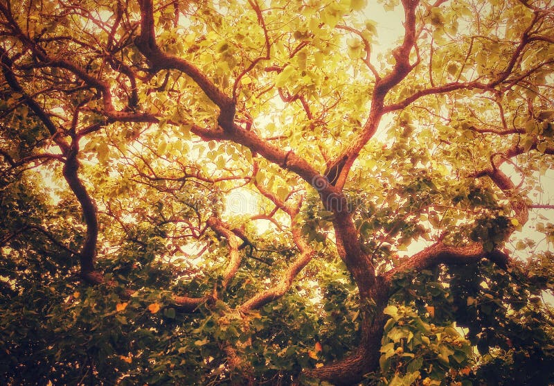 Beautiful tree branch stock image. Image of yellow, leaves - 136276785