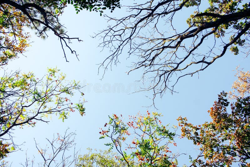 Beautiful Tree Branches in Autumn Stock Image - Image of forest, floral ...