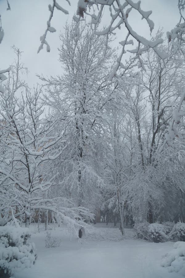 Beautiful Tree Branches Covered with Snow on a Winter Snowy Day ...