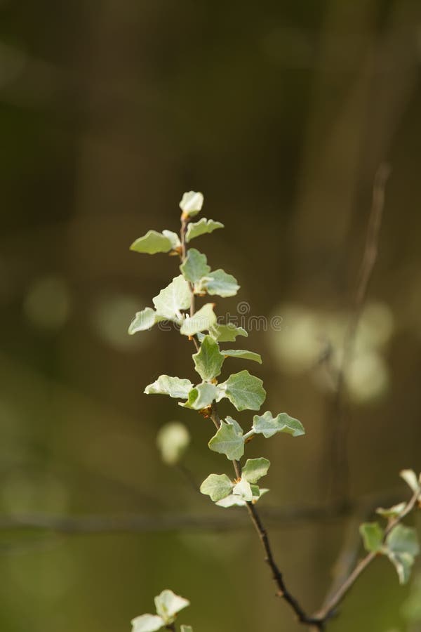 A Beautiful Tree Branches with a Pale Gray Green Leaves in Spring Stock ...