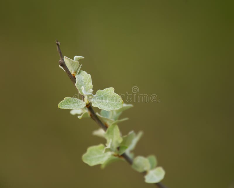 A Beautiful Tree Branches with a Pale Gray Green Leaves in Spring Stock ...