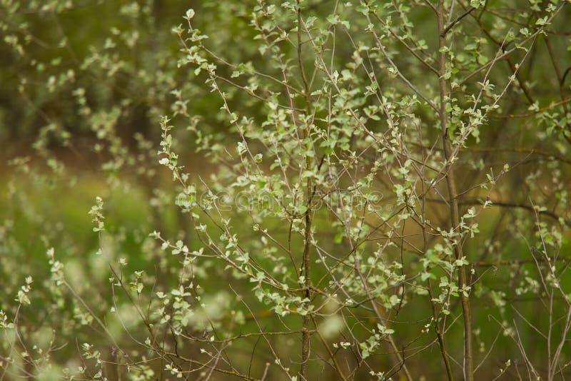 A Beautiful Tree Branches with a Pale Gray Green Leaves in Spring Stock ...