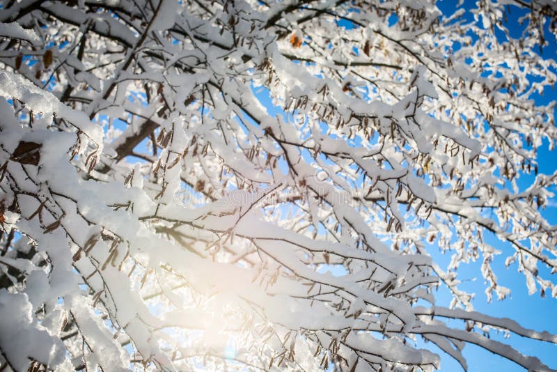 Beautiful Tree Branches Snowy Stock Image - Image of background, cold ...