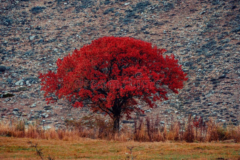 Tree with Bright Red Foliage, Autumn Landscape Stock Photo - Image of ...