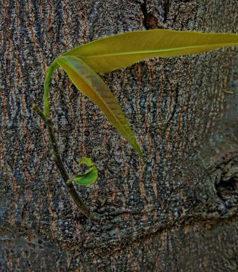 Beautiful Tree Buds, Looks Very Beautiful To the Eye Stock Image ...
