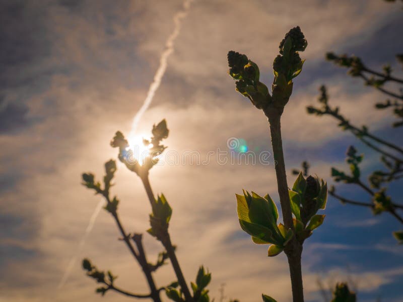 Small tree buds at sunset stock image. Image of flora - 145334783