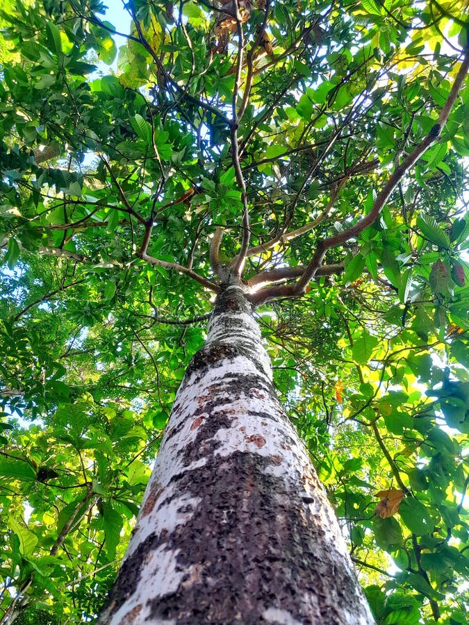Beautiful Tree in Calming Light Colors Stock Photo - Image of ...
