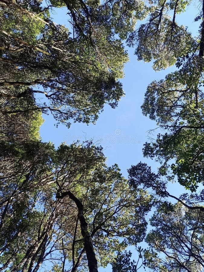 Beautiful Tree Canopy View Against a Clear Blue Sky Stock Photo - Image ...