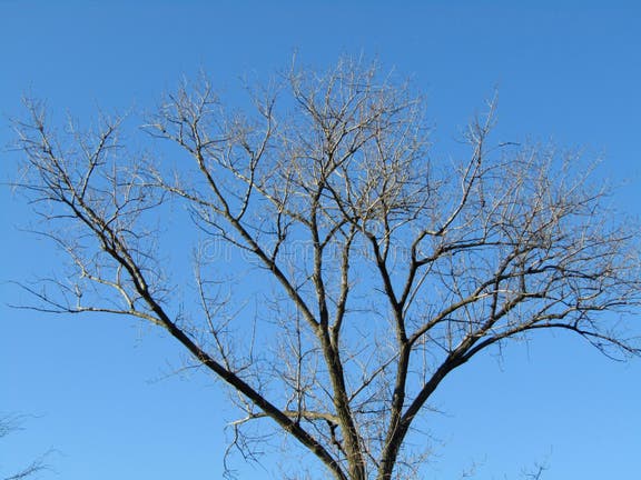 Beautiful Tree Canopy in Winter Stock Image - Image of branch, magical ...