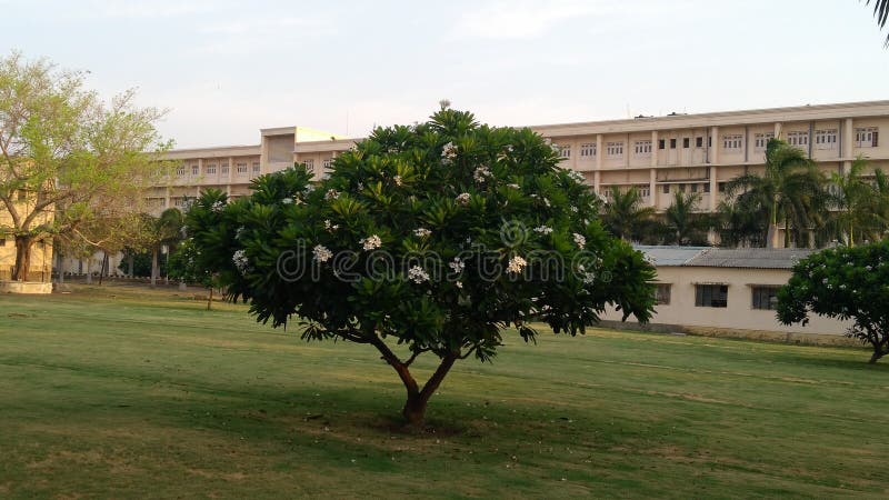 The Beautiful Tree of Chafa in the Morning Spreading Fragrance Stock ...