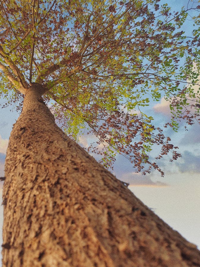 Beautiful Tree and Clouds Scenery Stock Image - Image of scenery ...