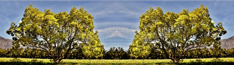 A beautiful tree collage stock photo. Image of stellenbosch - 103870318