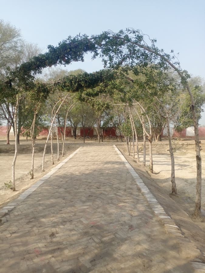 Conu Tree Stock Photos - Free & Royalty-Free Stock Photos from Dreamstime