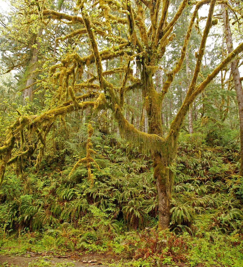 Beautiful Tree Covered with Moss in the Olympic National Park ...