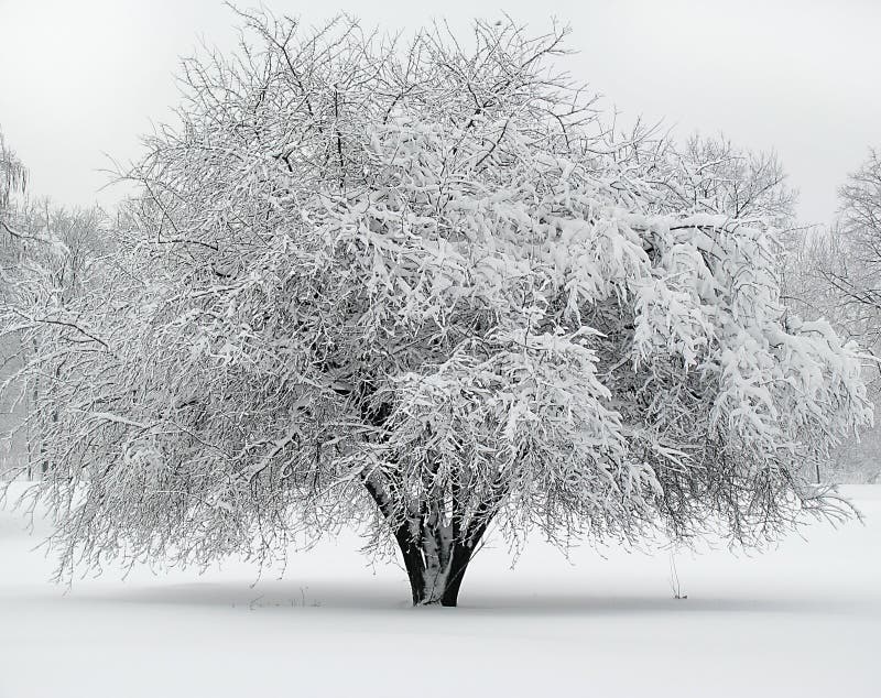 Beautiful Tree Covered with Snow Stock Photo - Image of frost, chilly ...
