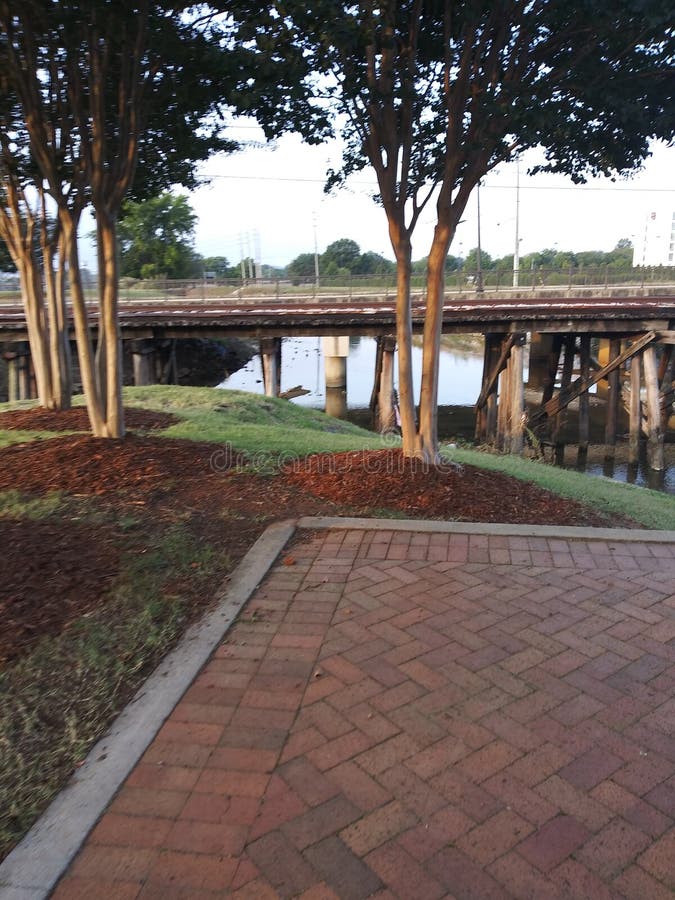 Beautiful Tree Crossing the Path of Train Track Stock Photo - Image of ...