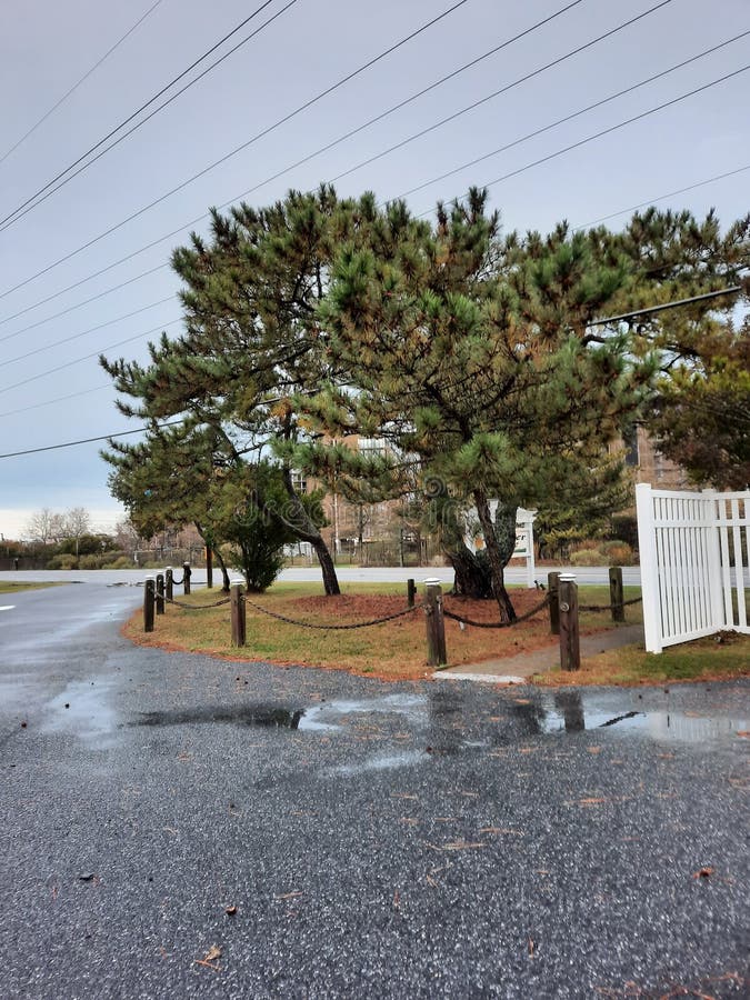 Beautiful Tree on a Damp Day Stock Image - Image of winter, green ...