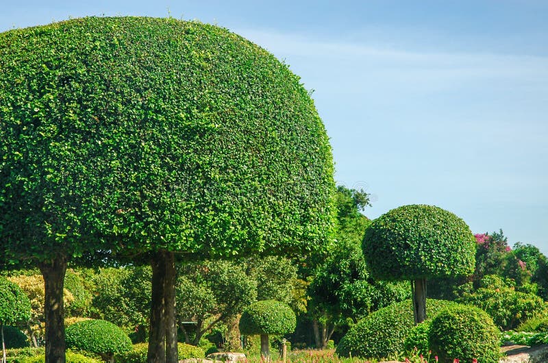 Beautiful Tree Design in Garden Stock Image - Image of garden, tree ...