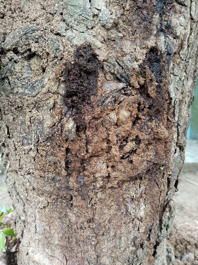 The Beautiful Tree Eaten by Caterpillar Stock Photo - Image of ...