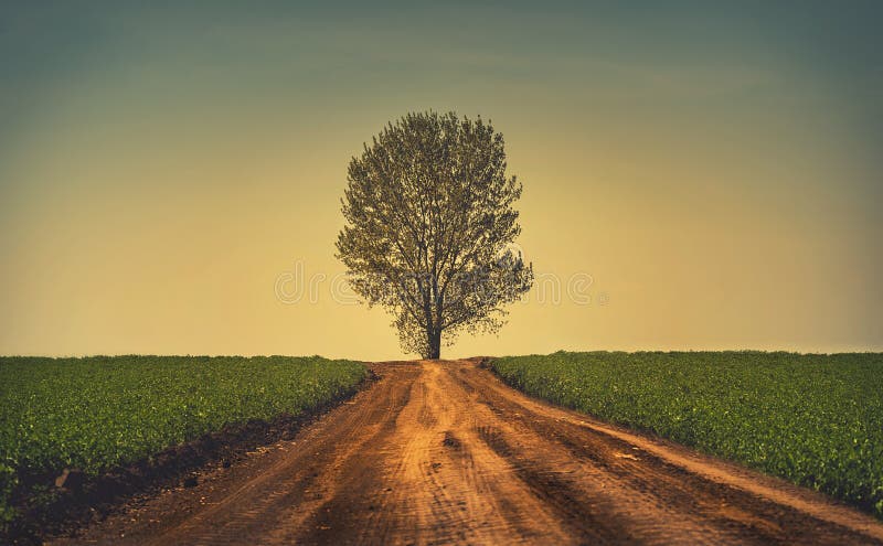 Beautiful Tree at the End of the Road Stock Image - Image of nature ...