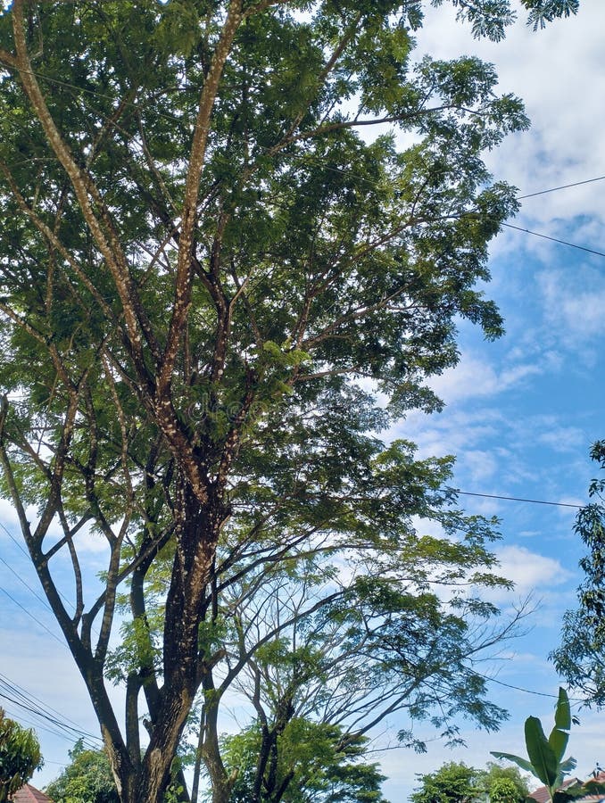 Beautiful Tree Every Curve Its Trunk Branches Covered Green Leaves ...