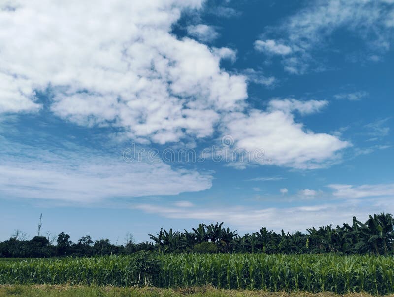 Beautiful Tree Every Curve Its Trunk Branches Covered Green Leaves ...