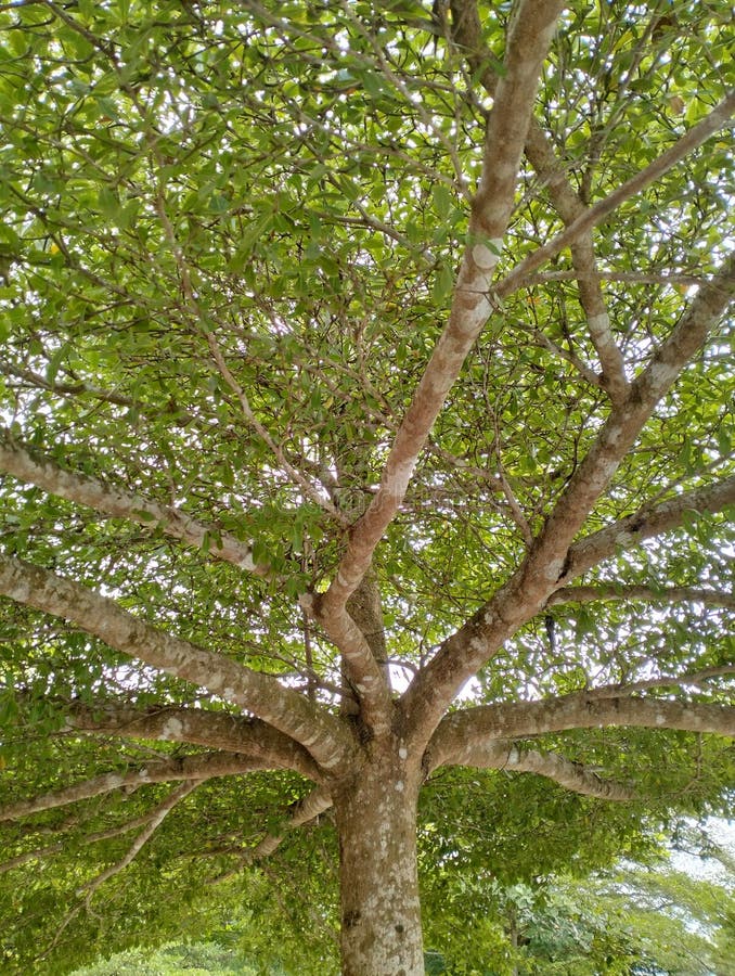 Beautiful Tree Every Curve Its Trunk Branches Covered Green Leaves ...