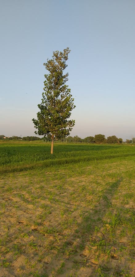 Beautiful tree stock photo. Image of tree, forest, beautiful - 138453384