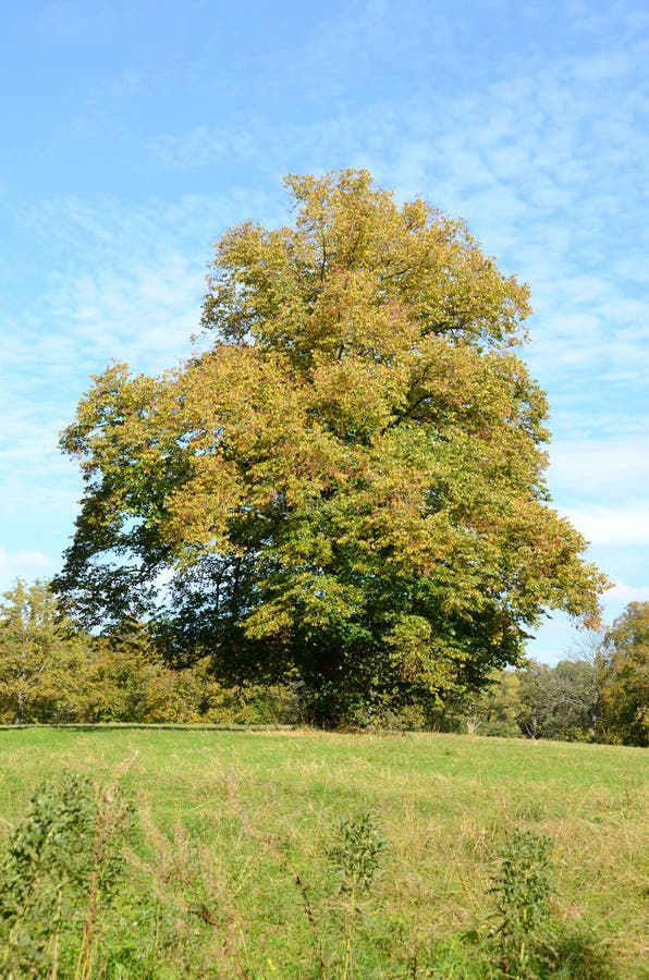 Beautiful Tree in a Field in Autumn Stock Photo - Image of autumnal ...