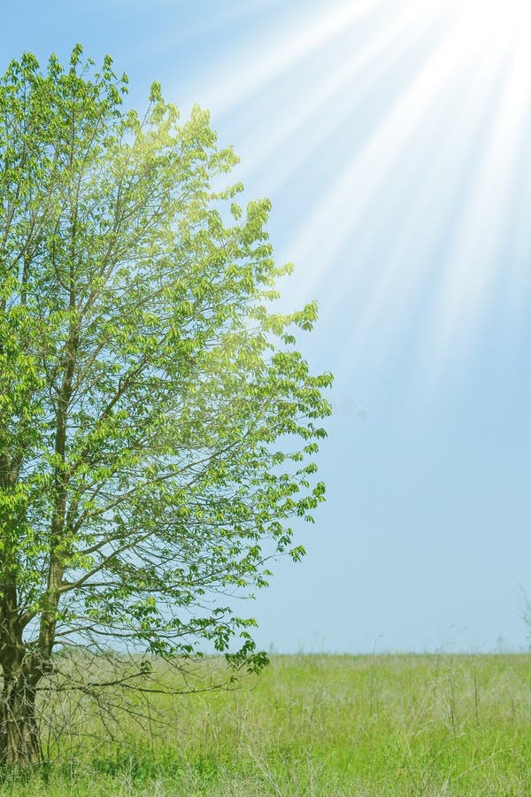 Beautiful Tree in a Field in the Nature Park Stock Photo - Image of ...