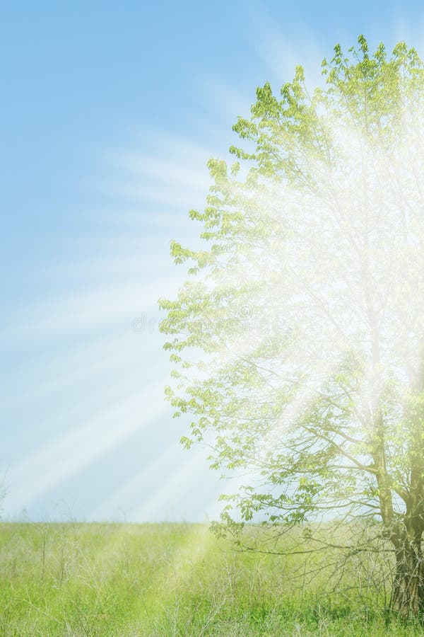 Beautiful Tree in a Field in the Nature Park Stock Image - Image of ...