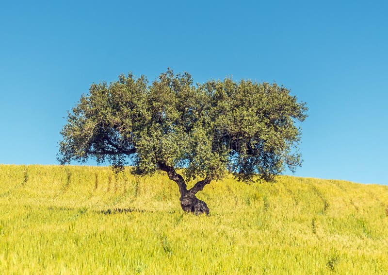 A Beautiful Tree in a Field of Yellow in Testour, Beja Stock Image ...