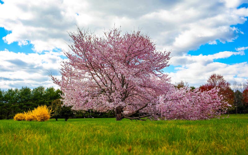 Beautiful Tree Flowers Bloom at Sunset in Spring Stock Image - Image of ...
