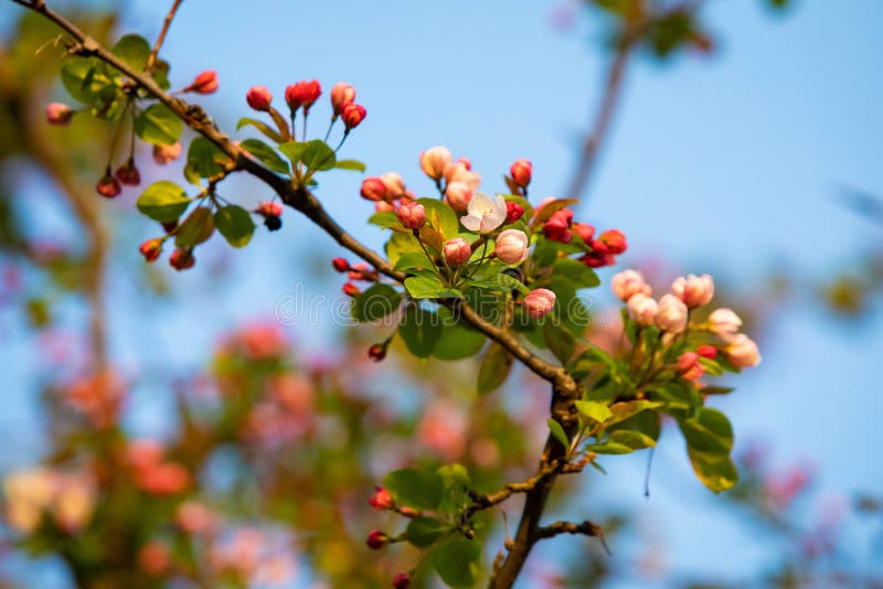 Beautiful Tree Flowers Bloom at Sunset in Spring Stock Photo - Image of ...