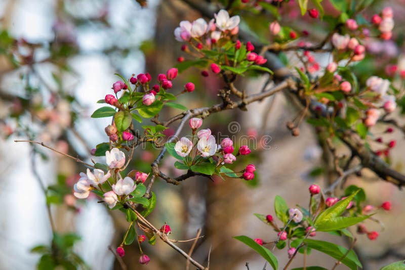 Beautiful Tree Flowers Bloom at Sunset in Spring Stock Photo - Image of ...