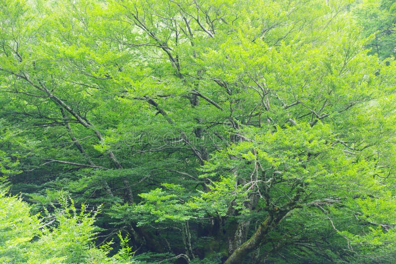 Beautiful Tree in a Forest, the Color of the Image is Very Green Stock ...