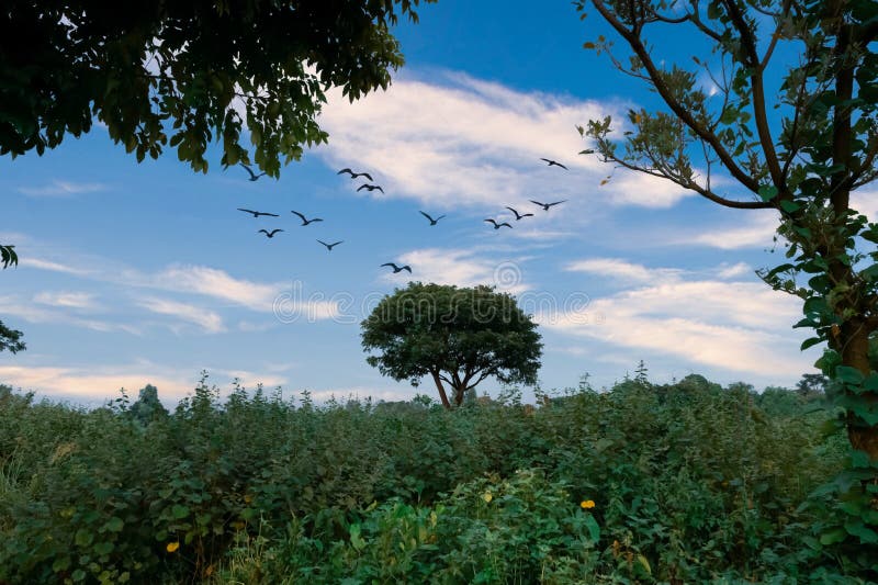 Beautiful Tree in Forest and Flying Birds in Sky. Stock Photo - Image ...