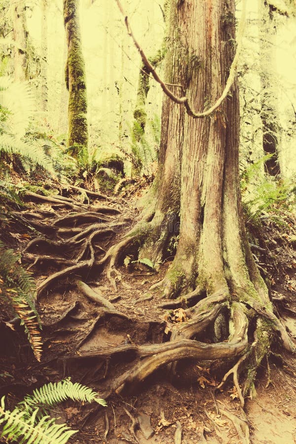 Beautiful Tree in a Forest with Visible Roots Coming Out of the Ground ...