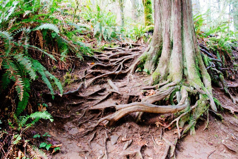 Roots on the ground stock image. Image of landscape - 102998185